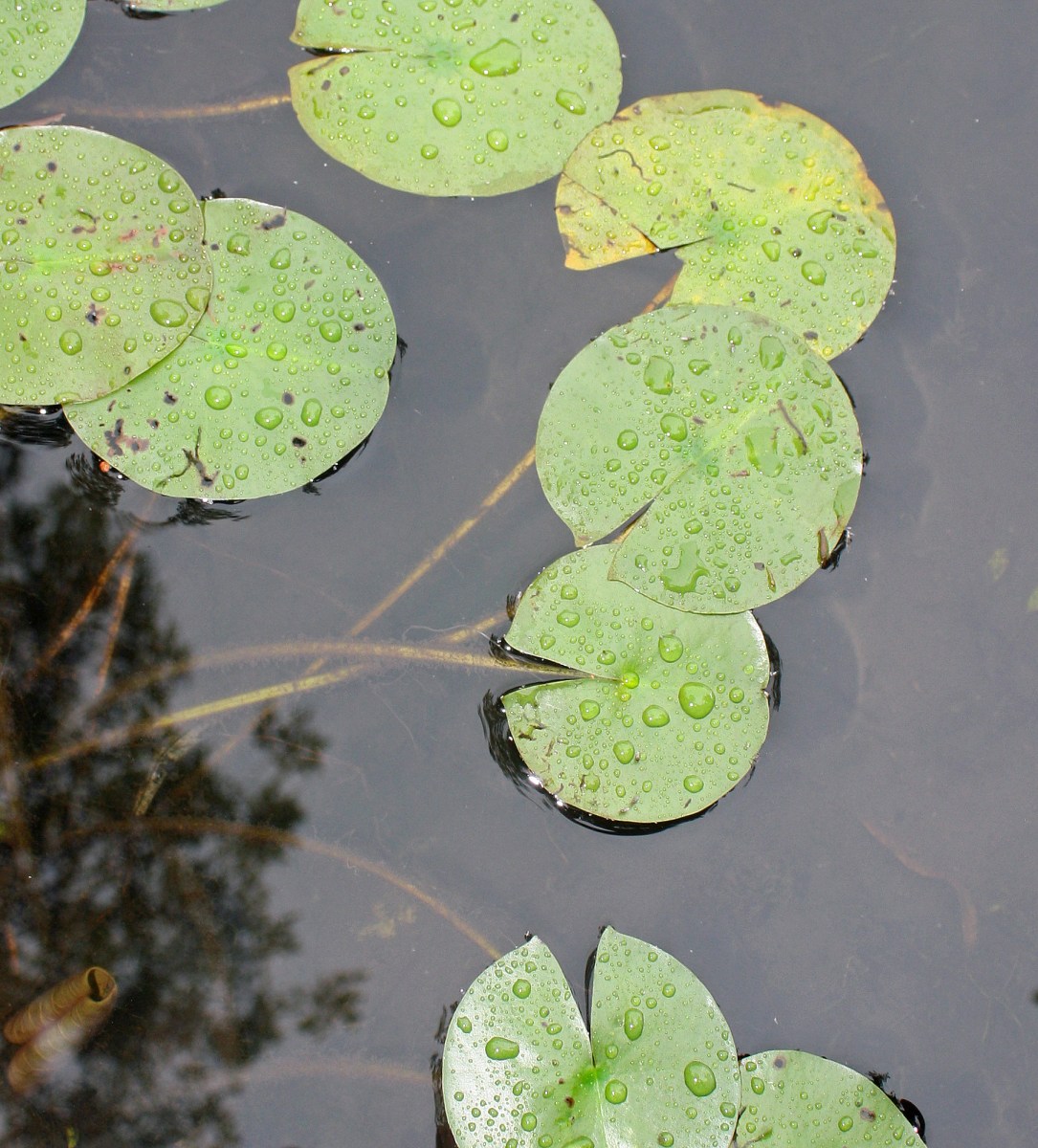 Water and Life: Part 1, Microscopic Aquatic Life – The Meaning of Water