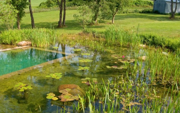 Embracing Your Future: Natural Pools – The Meaning of Water
