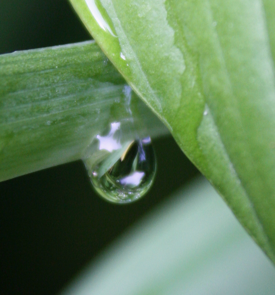 The Memory of Water: the World in a Drop – The Meaning of Water