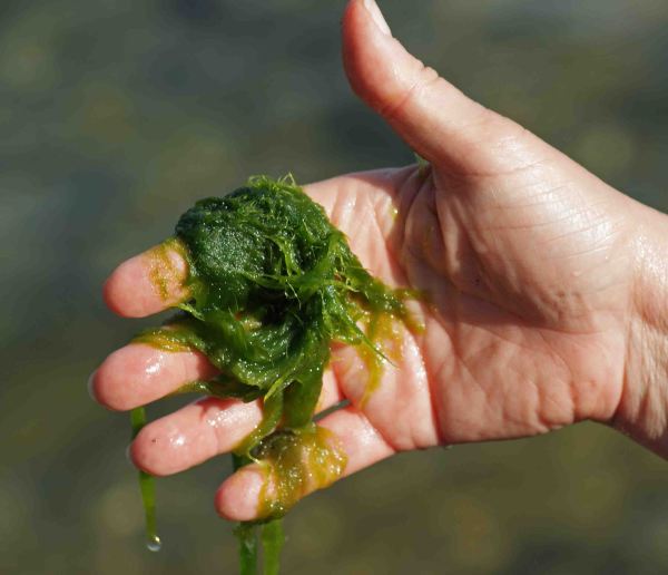 Why the Zebra Mussel is an Alga’s Best Friend – The Meaning of Water