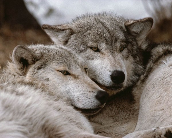 How the Wolves Changed a River… – The Meaning of Water