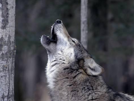 How the Wolves Changed a River… – The Meaning of Water