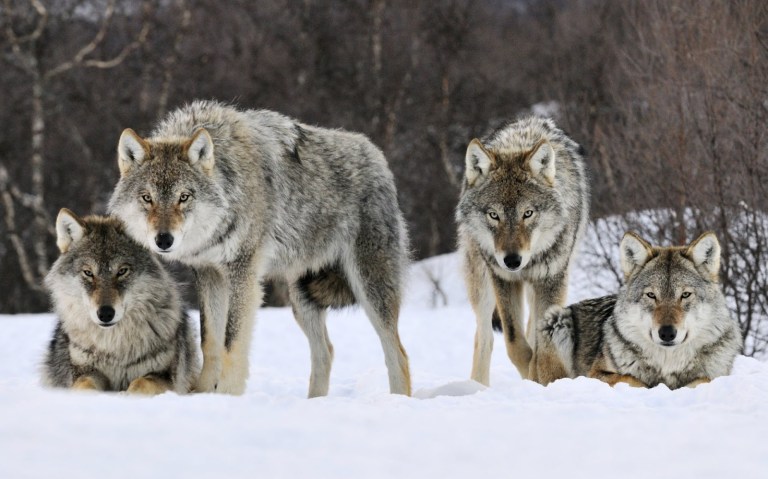 How the Wolves Changed a River… – The Meaning of Water
