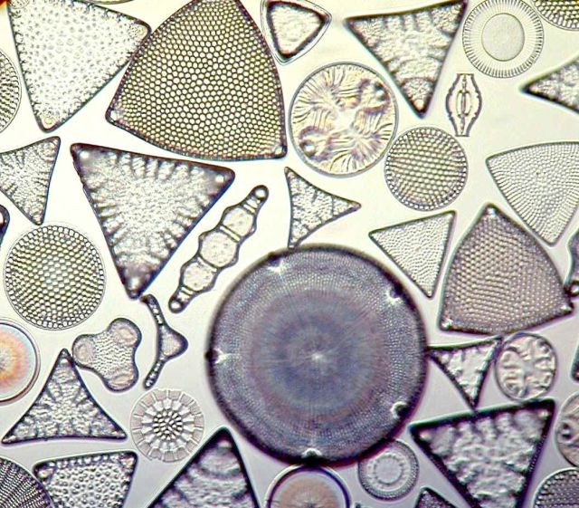 Diatoms in the Time of Climate Change – The Meaning of Water