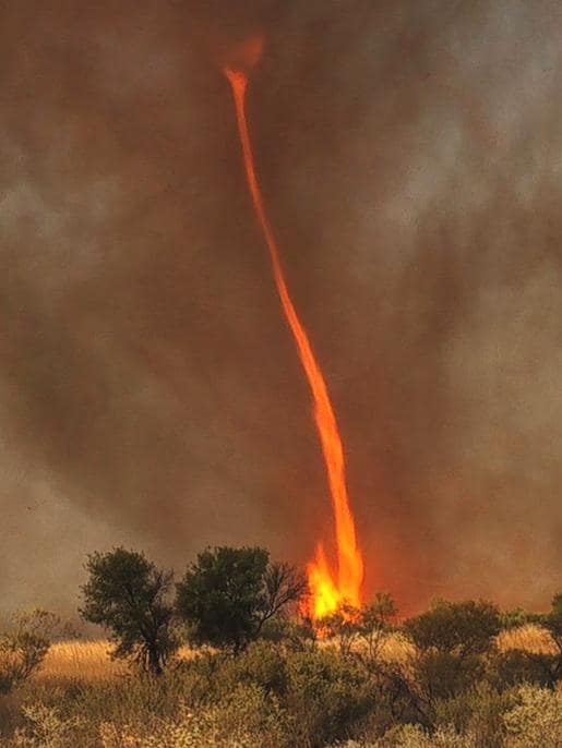 Wildfires Rage While Forest Companies Continue as Before – The Meaning ...