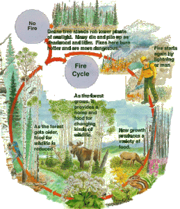 How Creative Destruction Embraces Paradox… – The Meaning of Water