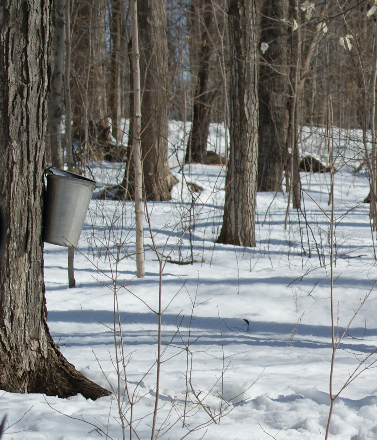 The Sugar Maple Legend & A Child’s Dream – The Meaning of Water