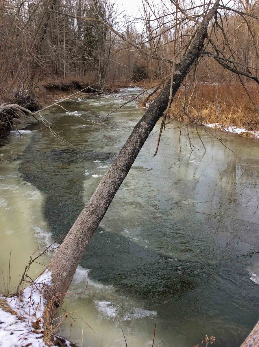 The Phenology of The Little Rouge River and Woodland – The Meaning of Water