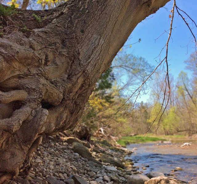 The Phenology of The Little Rouge River and Woodland – The Meaning of Water