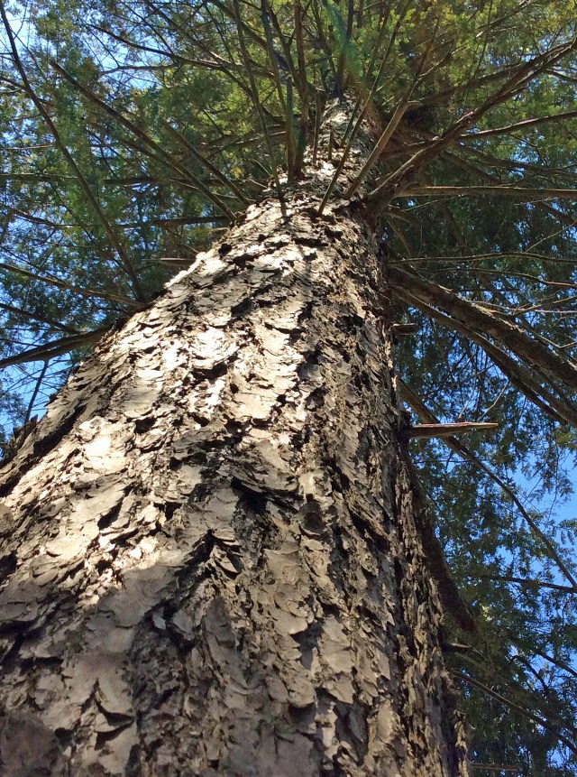 The Phenology of The Little Rouge River and Woodland – The Meaning of Water