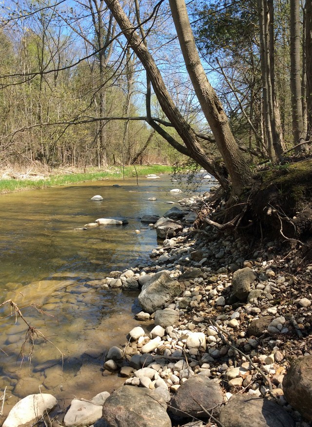 The Phenology of The Little Rouge River and Woodland – The Meaning of Water