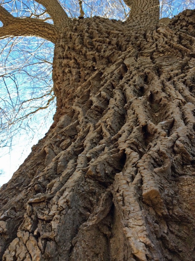 White Willow–A Tree Study – The Meaning of Water