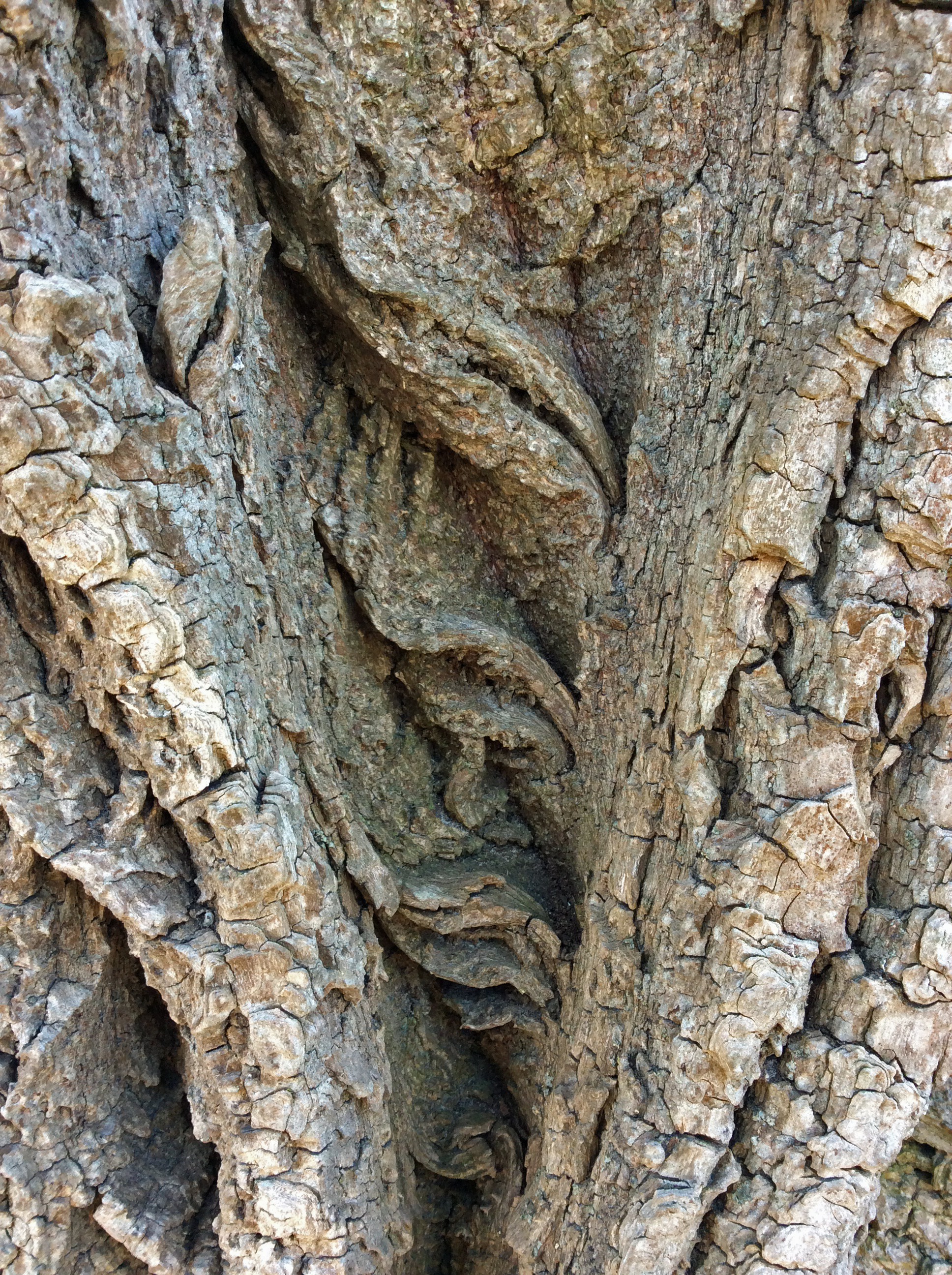 White Willow–A Tree Study – The Meaning of Water