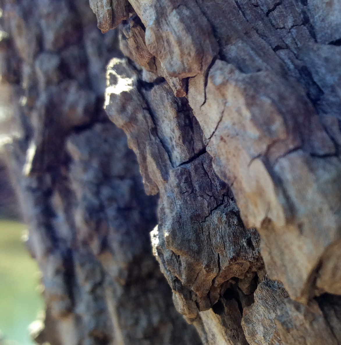 White Willow–A Tree Study – The Meaning of Water