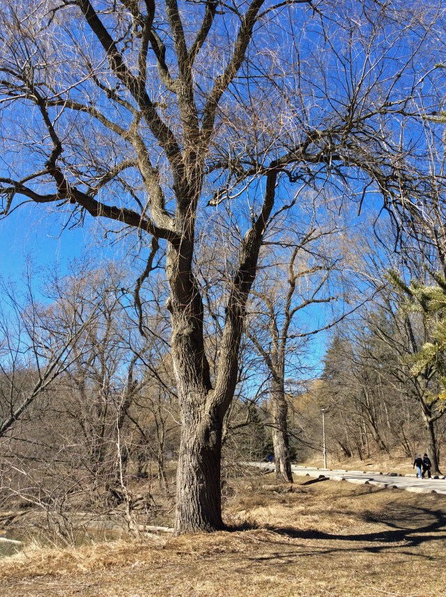 White Willow–A Tree Study – The Meaning of Water