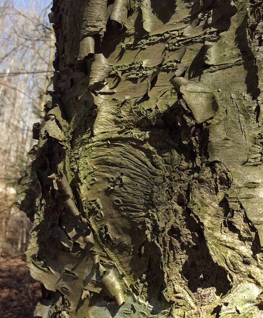 The Yellow Birch—a Tree Study – The Meaning of Water