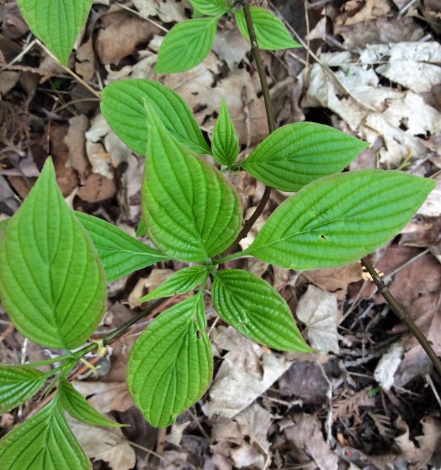 Spring on the Little Rouge (revisited) – The Meaning of Water