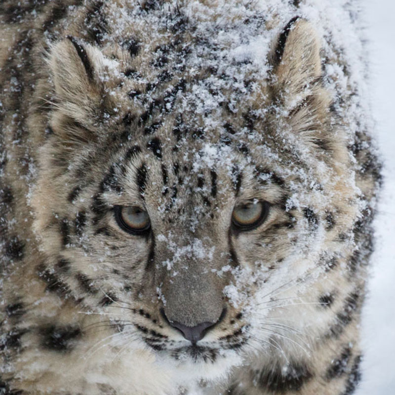 Eco-Hero: Bayarjargal Agvaantseren and the Snow Leopards of Mongolia ...
