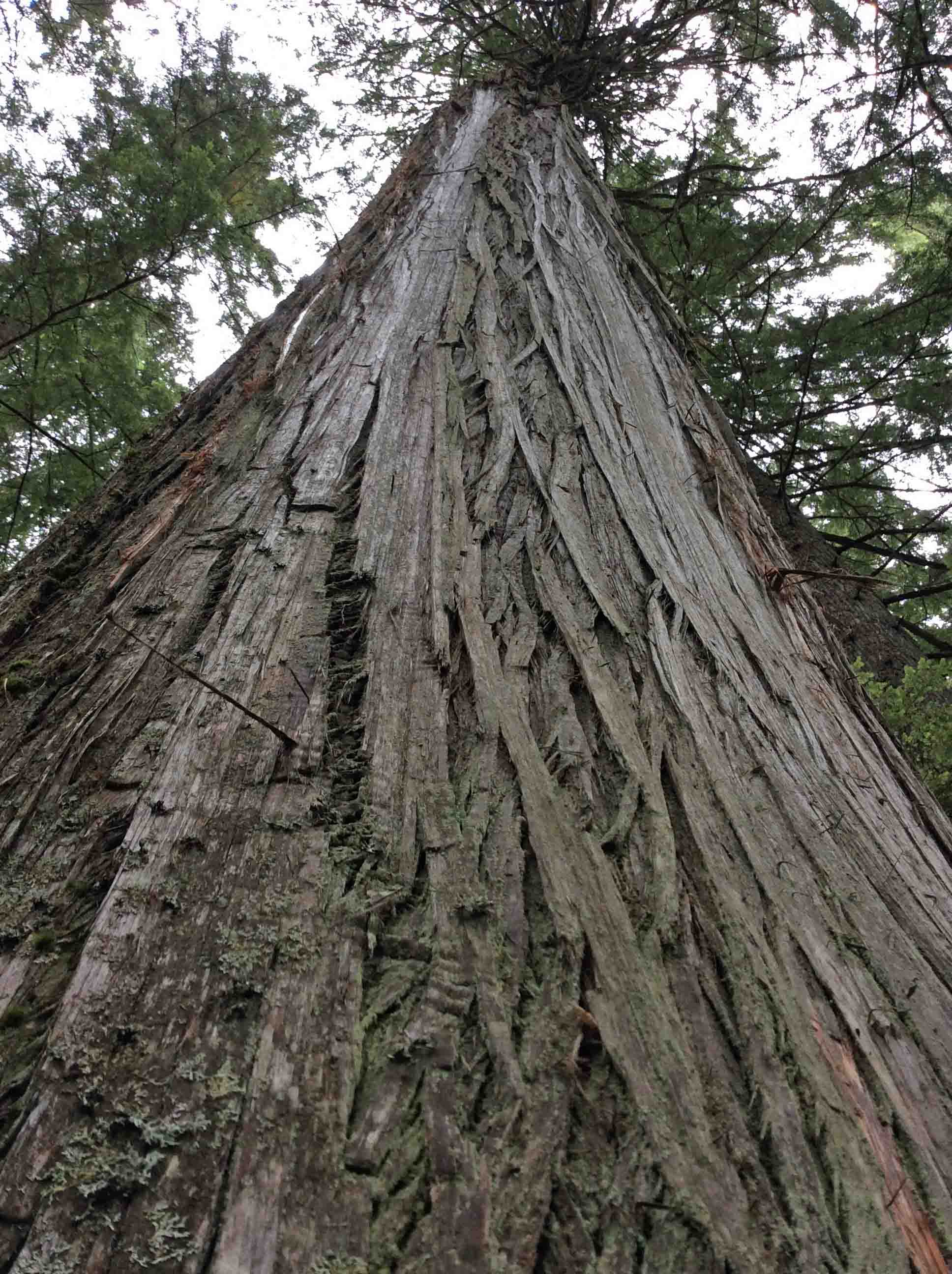 A True Rocky Mountain Gem: The Antique Forest of Robson Valley – The ...
