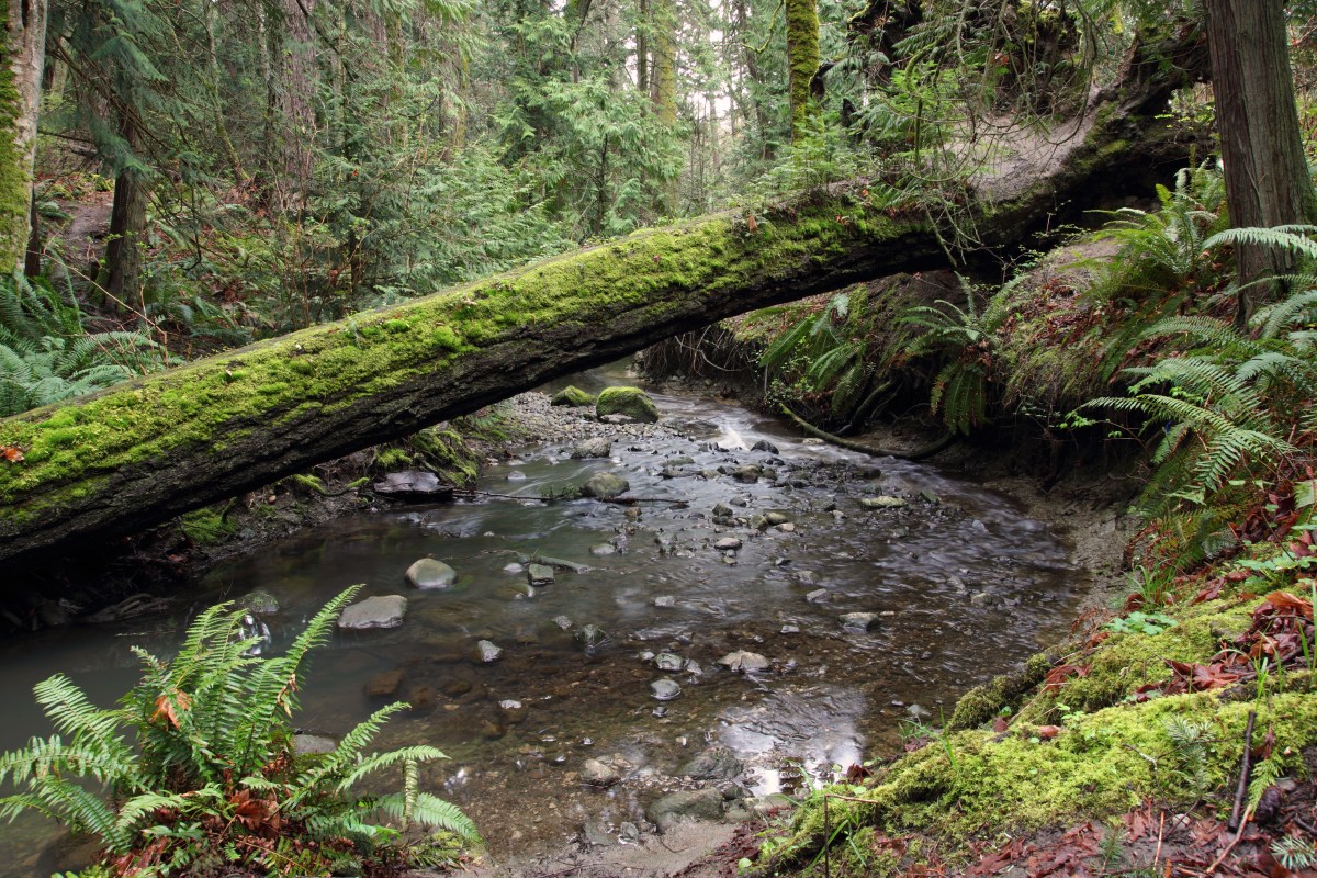 Forests and the Water Cycle – The Meaning of Water