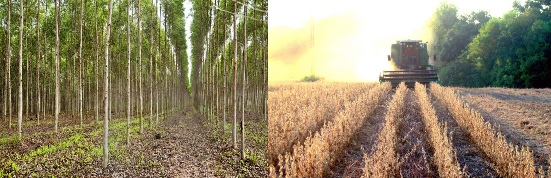 Forest Plantations Do NOT Create the Natural Forest Ecosystems We Need ...