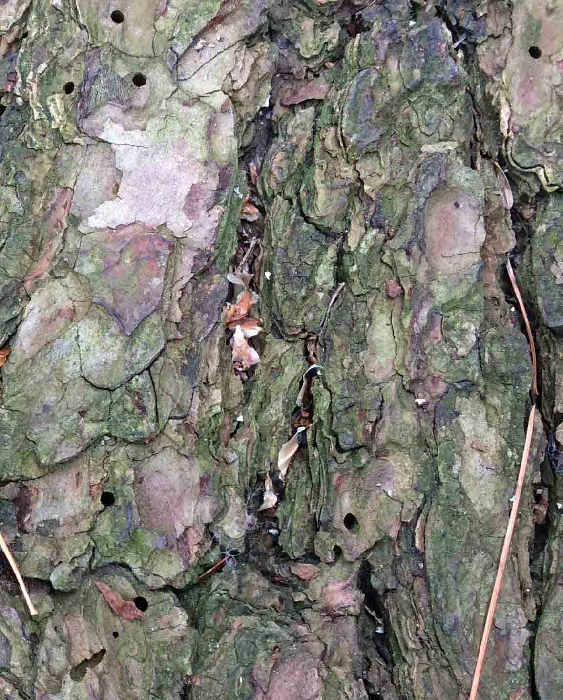 The Hidden Forest: Gems of the Little Rouge Woodland – The Meaning of Water