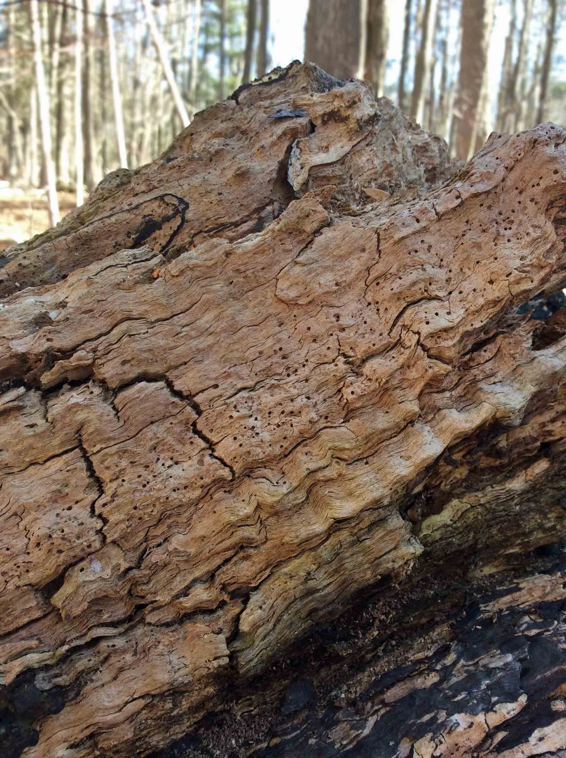 The Hidden Forest: Gems of the Little Rouge Woodland – The Meaning of Water