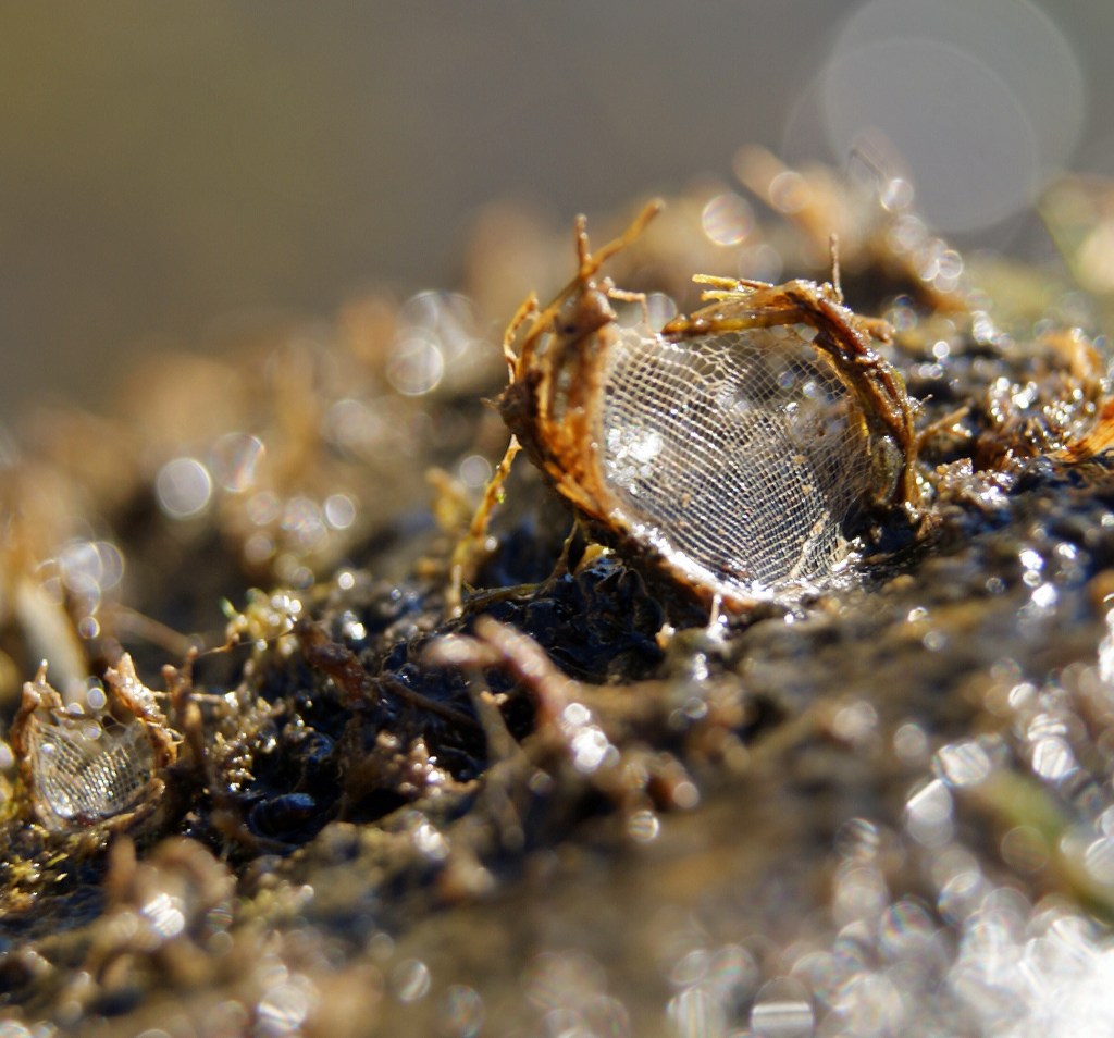The Hidden Forest: Life & Ecology of Ponds, Streams, Marshes & Swamps ...