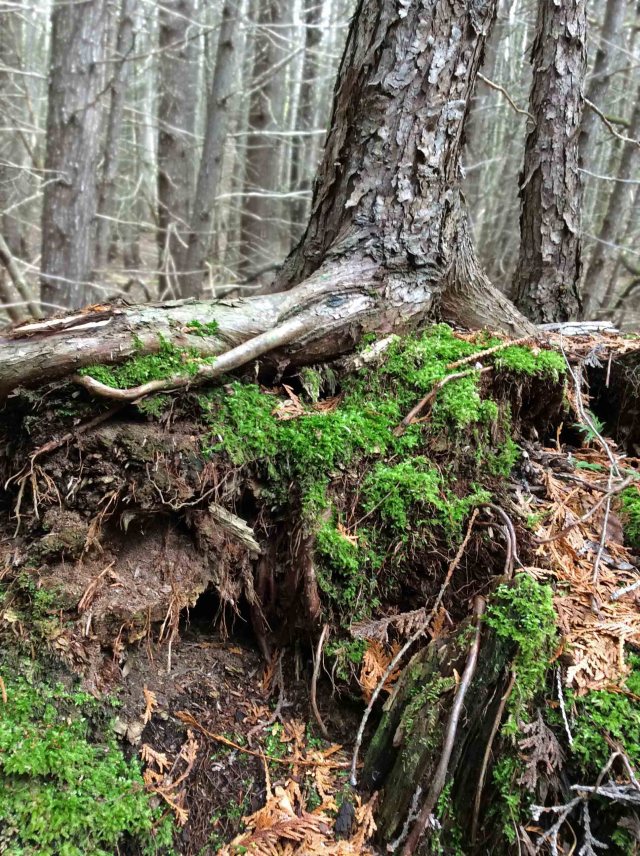 Finding Magic in the Cedar Swamp–Foraging – The Meaning of Water
