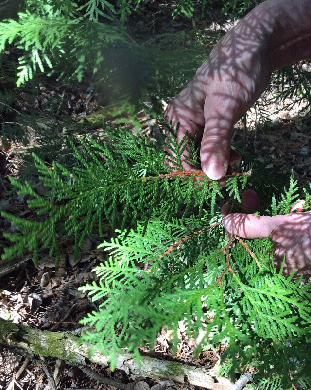 Finding Magic in the Cedar Swamp–Foraging – The Meaning of Water