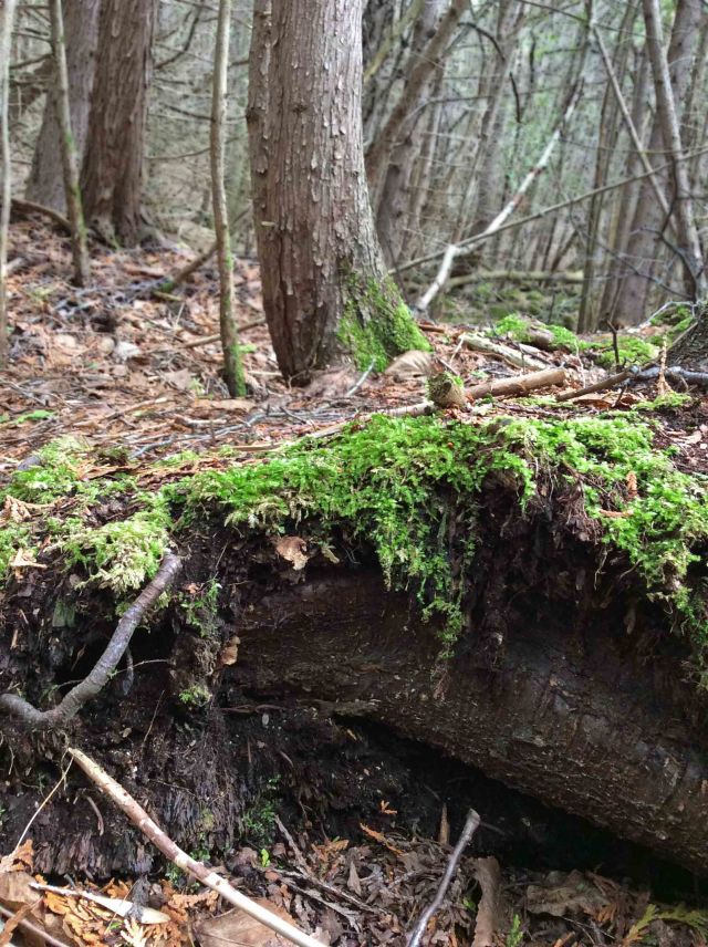 Finding Magic in the Cedar Swamp–Foraging – The Meaning of Water