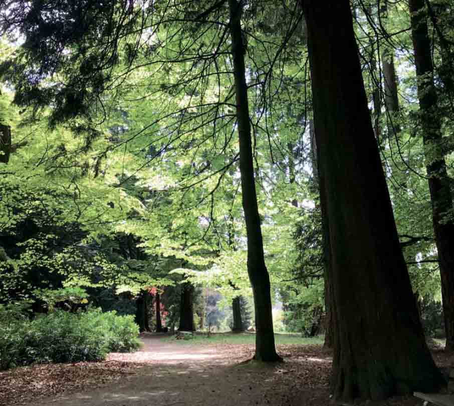 The Legacy of Trees: Purposefully Wandering Vancouver’s Stanley Park ...