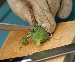 The Bull Thistle (Cirsium vulgare)—Foraging – The Meaning of Water