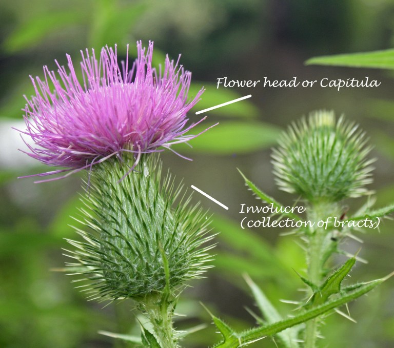 The Bull Thistle (Cirsium vulgare)—Foraging – The Meaning of Water