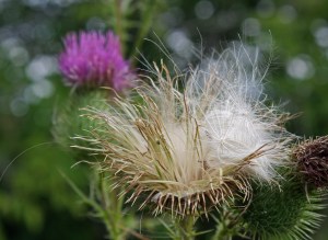 The Bull Thistle (Cirsium vulgare)—Foraging – The Meaning of Water