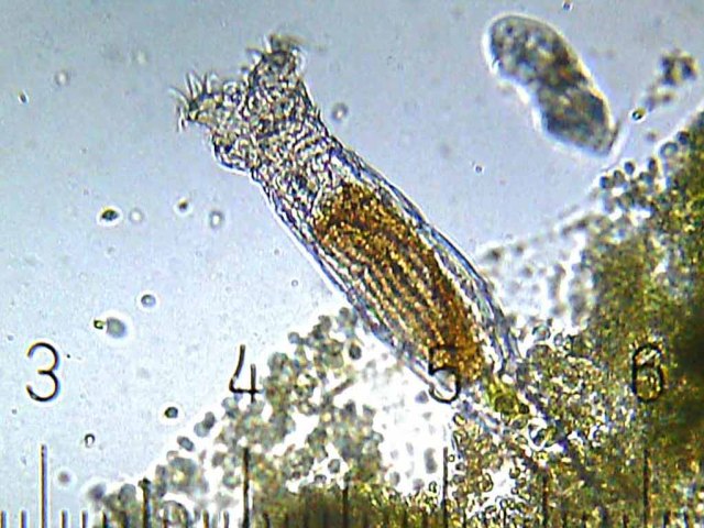 How the Bdelloid Rotifer Lived for Millennia—Without Sex – The Meaning ...