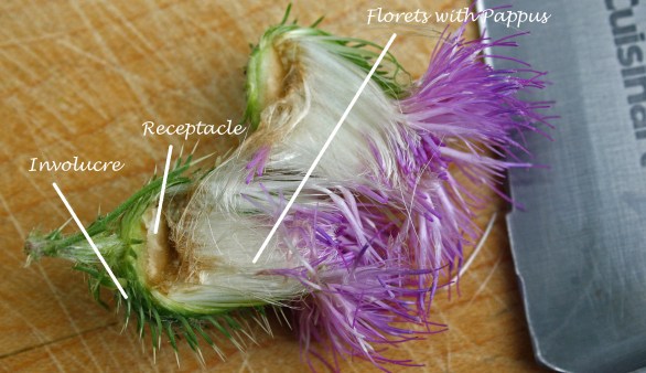 The Bull Thistle (Cirsium vulgare)—Foraging – The Meaning of Water