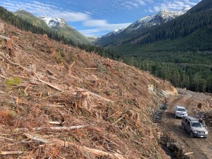 Why We Should Stop Clearcutting — Particularly Old Growth — and Embrace ...