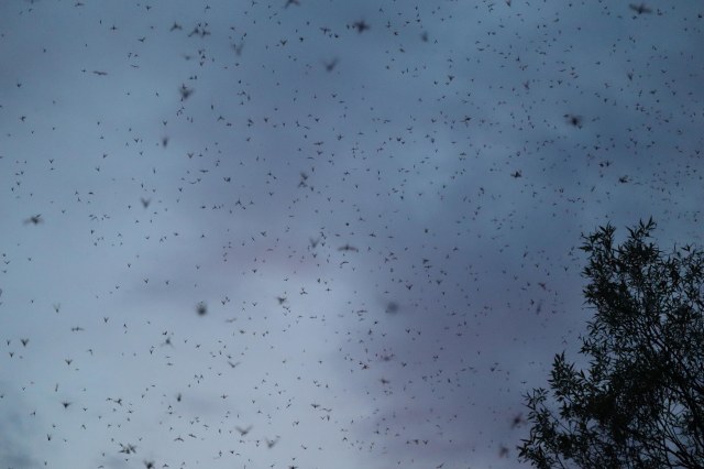 The Mayfly Dance – The Meaning of Water