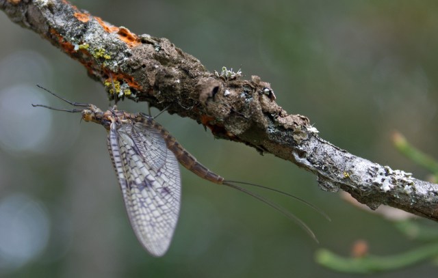 The Mayfly Dance – The Meaning of Water