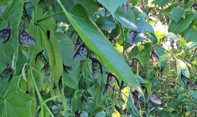 The Mayfly Dance – The Meaning of Water