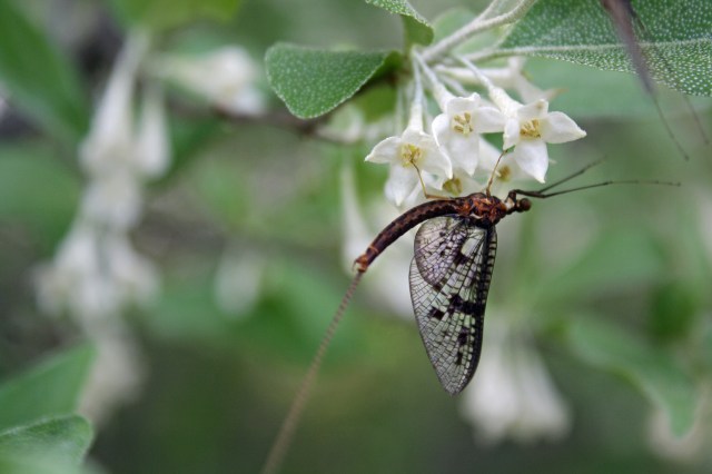 The Mayfly Dance – The Meaning of Water