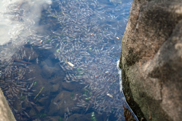 The Mayfly Dance – The Meaning of Water