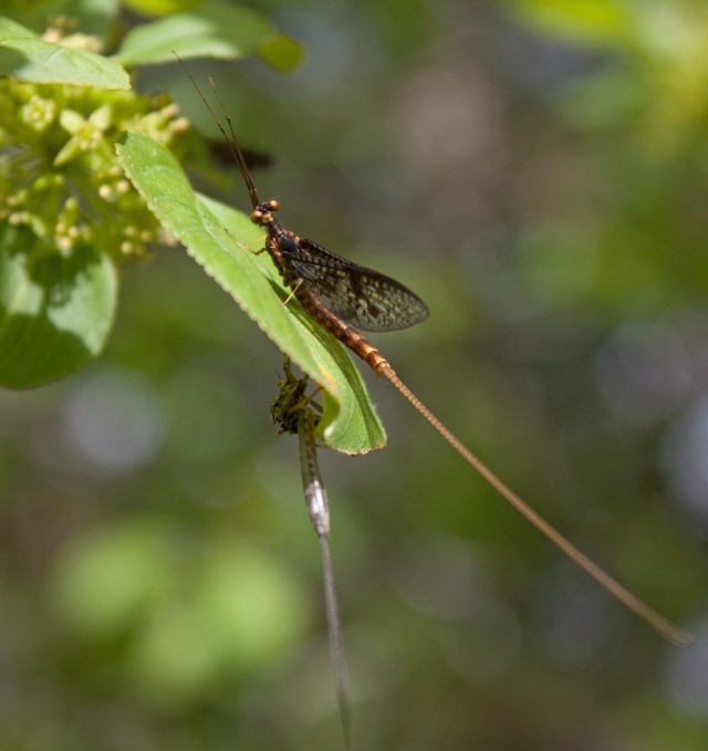 The Mayfly Dance – The Meaning of Water