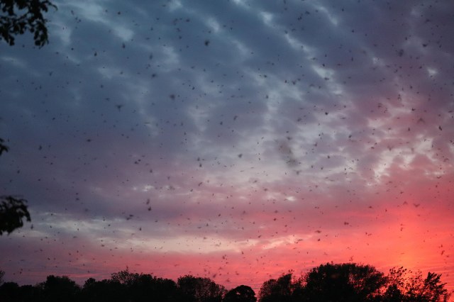 The Mayfly Dance – The Meaning of Water