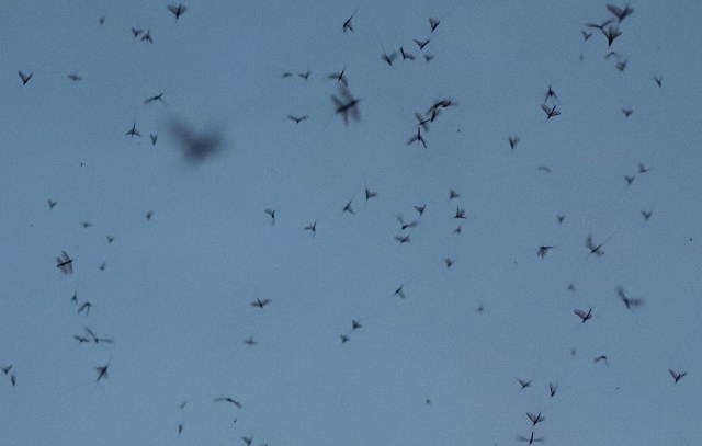 The Mayfly Dance – The Meaning of Water