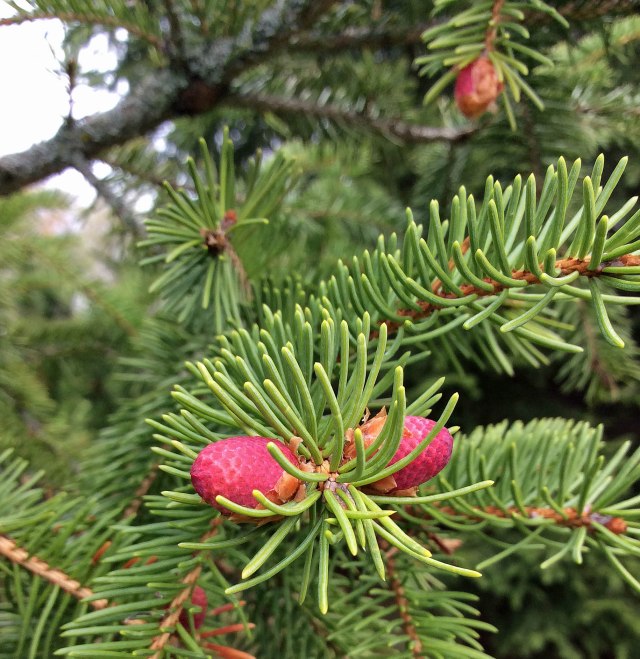 Edible Spruce: Cones and Spring Tips—Foraging – The Meaning of Water