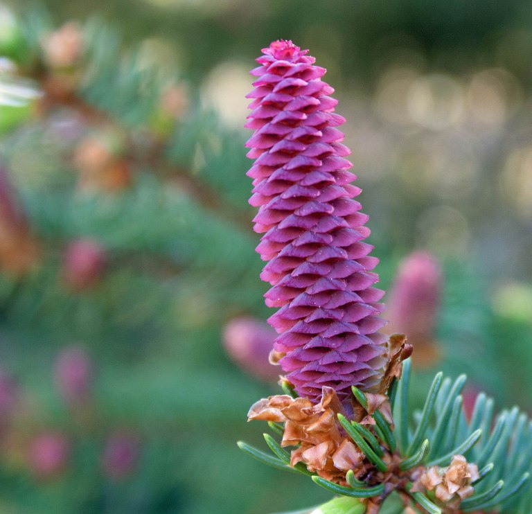 Edible Spruce: Cones and Spring Tips—Foraging – The Meaning of Water