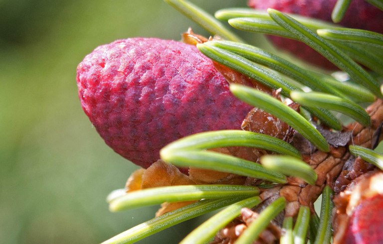 Edible Spruce: Cones and Spring Tips—Foraging – The Meaning of Water