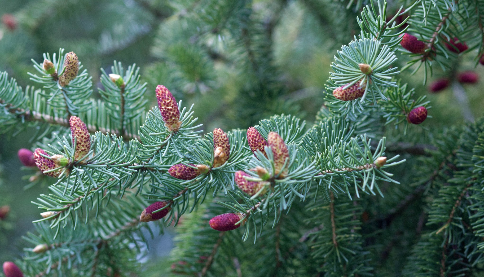 Edible Spruce: Cones and Spring Tips—Foraging – The Meaning of Water